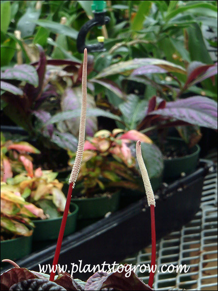 11 | Plants To Grow Plants Database by Paul S. Drobot