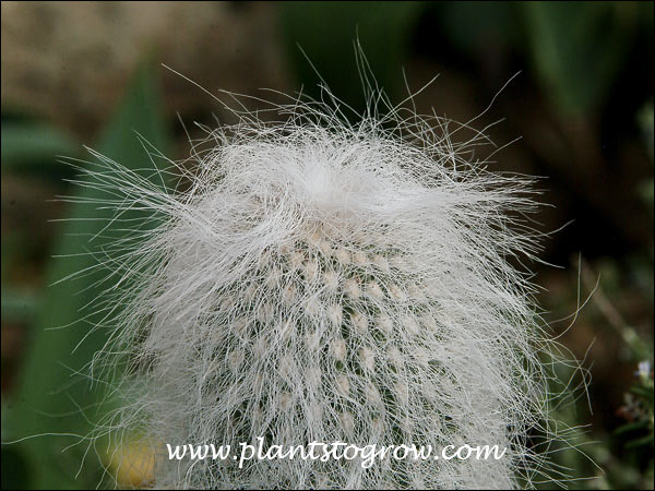 Old Man Cactus (Cephalocereus senilis) | Plants To Grow Plants Database ...