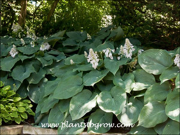 Hosta Blue Angel (Hosta sieboldiana) | Plants To Grow Plants Database ...