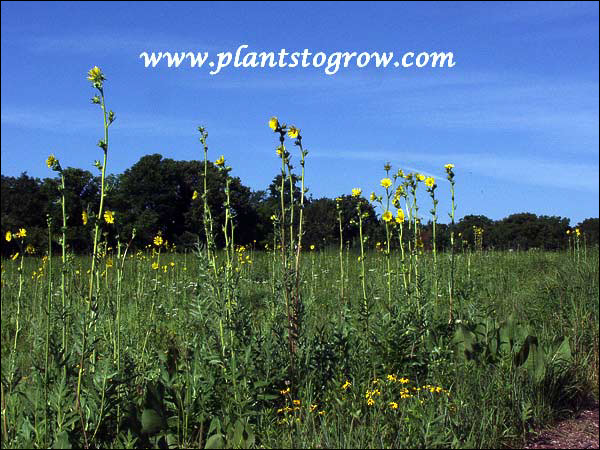 Compass Plant (Silphium laciniatum) | Plants To Grow Plants Database by ...