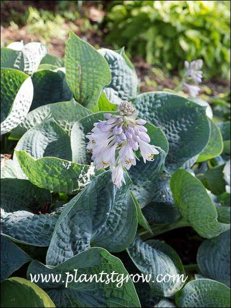 Hosta Blue Dimples | Plants To Grow Plants Database by Paul S. Drobot