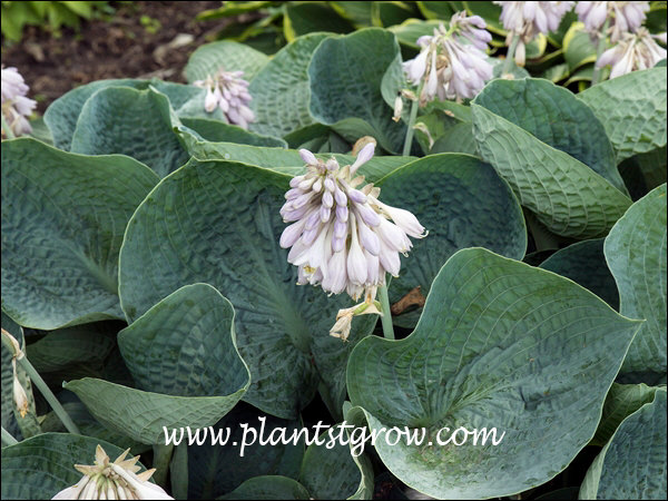 Hosta Blue Dimples | Plants To Grow Plants Database by Paul S. Drobot