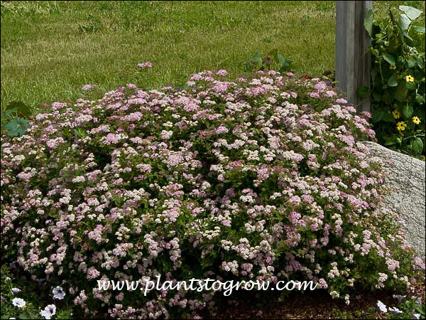 3-8 | Plants To Grow Plants Database by Paul S. Drobot