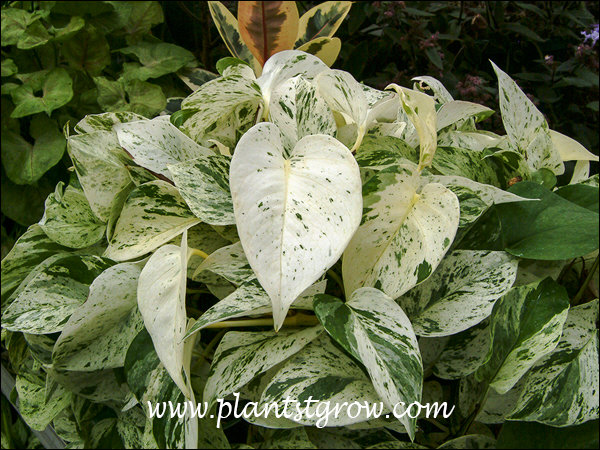 Marble Queen Devil's Ivy (Epipremnum aureum) | Plants To Grow Plants ...