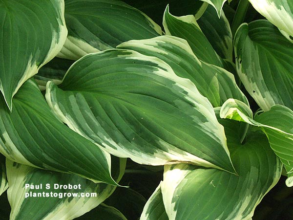 Silver Crown Hosta (Hosta albo marginata) | Plants To Grow Plants ...