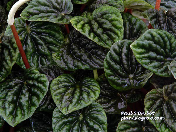 emerald ripple peperomia | Plants To Grow Plants Database by Paul S. Drobot