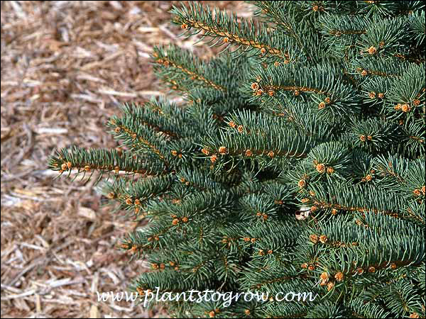RH Montgomery Spruce | Plants To Grow Plants Database by Paul S. Drobot