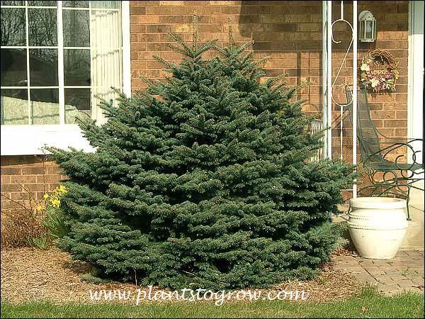 RH Montgomery Spruce | Plants To Grow Plants Database by Paul S. Drobot