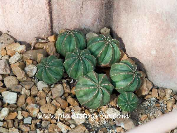 Baseball Cactus (Euphorbia obesa) | Plants To Grow Plants Database by ...