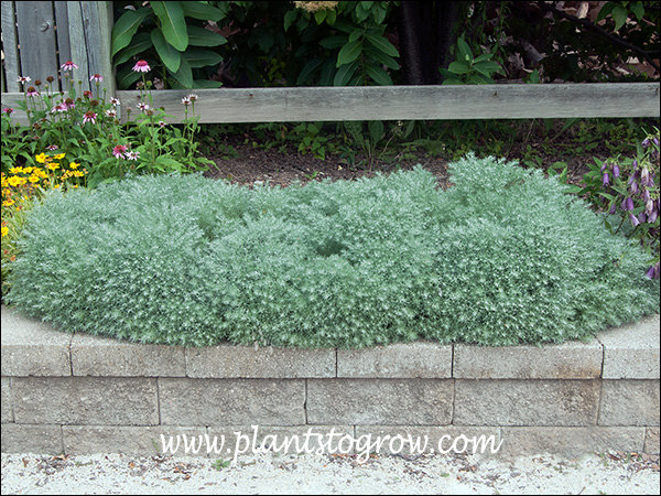 Silver mound artemisia | Plants To Grow Plants Database by Paul S. Drobot