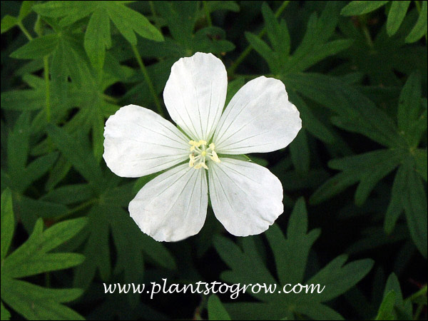 3-8 | Plants To Grow Plants Database by Paul S. Drobot