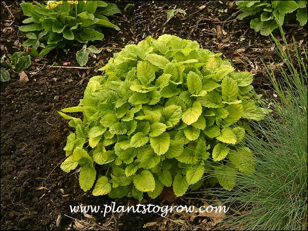 3-9 | Plants To Grow Plants Database by Paul S. Drobot