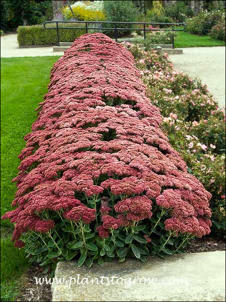 Sedum Autumn Joy (Hylotelephium) | Plants To Grow Plants Database by ...