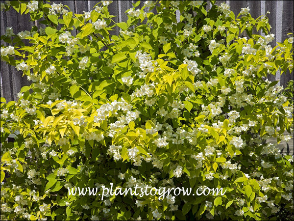 Golden Mock Orange ( philadelphus coronarius aureus) | Plants To Grow ...