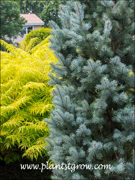 Iseli Fastigiate Blue Spruce (Picea pungens) | Plants To Grow Plants ...