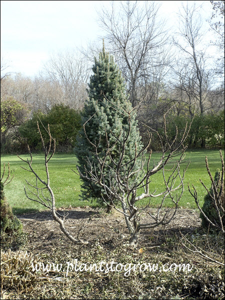 Iseli Fastigiate Blue Spruce (Picea pungens) | Plants To Grow Plants ...