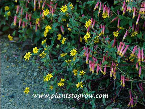 9 | Plants To Grow Plants Database by Paul S. Drobot