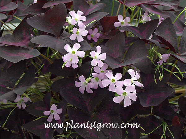 Purple Shamrock (Oxalis regnellii var triangularis) | Plants To Grow ...