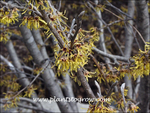 4-8 | Plants To Grow Plants Database by Paul S. Drobot