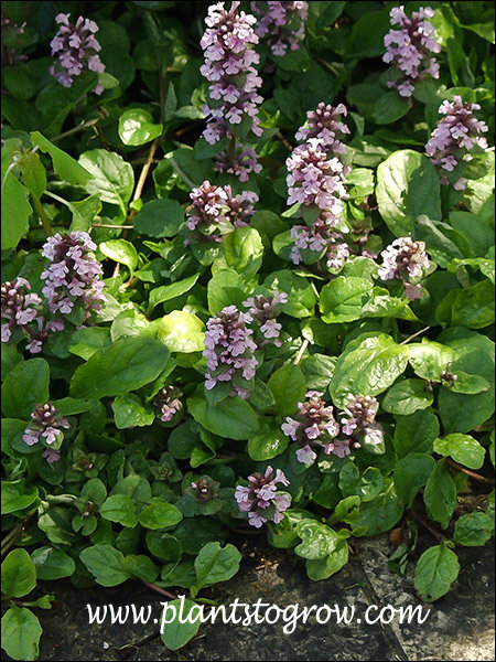 4-8 | Plants To Grow Plants Database by Paul S. Drobot