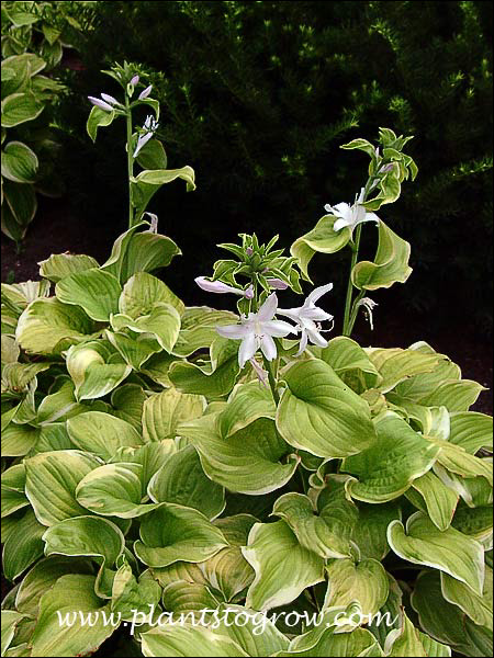 Hosta Fragrant Bouquet (Hosta) | Plants To Grow Plants Database by Paul ...
