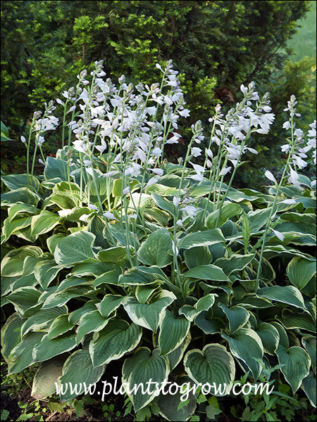 Hosta Fragrant Bouquet (Hosta) | Plants To Grow Plants Database by Paul ...