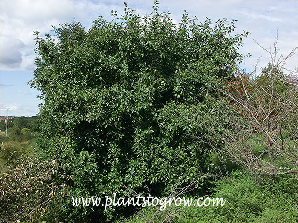 Common Buckthorn (Rhamnus cathartica) | Plants To Grow Plants Database ...