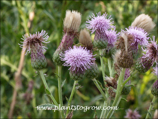 | Plants To Grow Plants Database by Paul S. Drobot