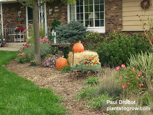 | Plants To Grow Plants Database by Paul S. Drobot