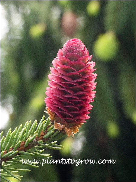 Acrocona Spruce (Picea abies Acrocona) | Plants To Grow Plants Database ...