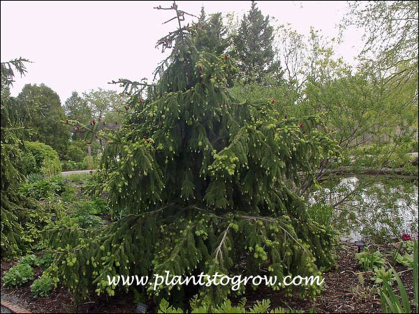 Acrocona Spruce (Picea abies Acrocona) | Plants To Grow Plants Database ...