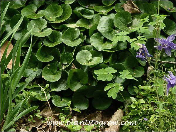 European Ginger (Asarum europaeum) | Plants To Grow Plants Database by ...