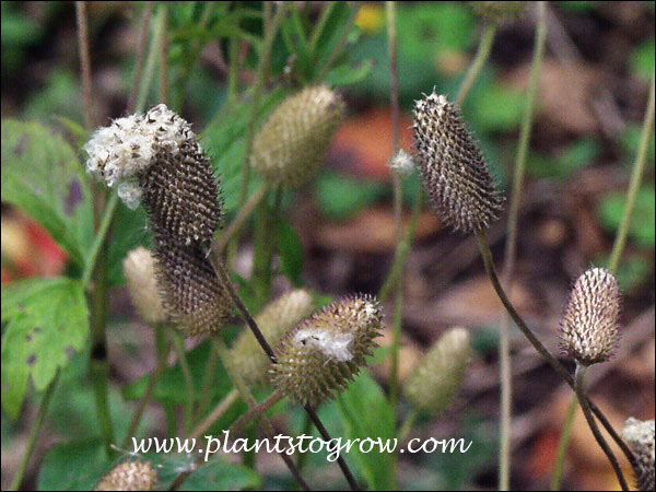 | Plants To Grow Plants Database by Paul S. Drobot