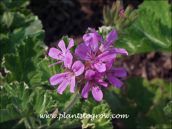 | Plants To Grow Plants Database by Paul S. Drobot