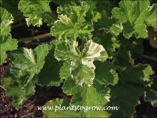 | Plants To Grow Plants Database by Paul S. Drobot