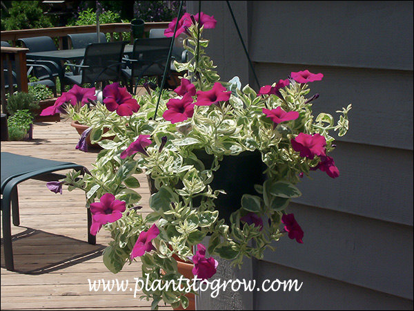 | Plants To Grow Plants Database by Paul S. Drobot