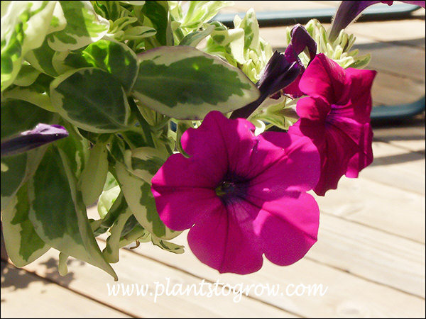 | Plants To Grow Plants Database by Paul S. Drobot