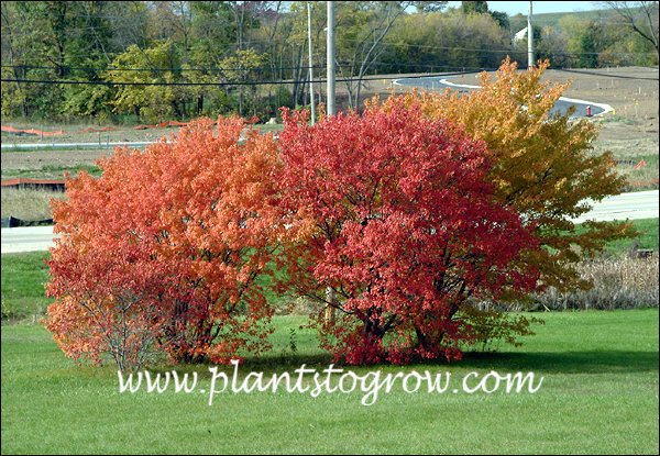 Amur Maple (Acer ginnila) | Plants To Grow Plants Database by Paul S ...