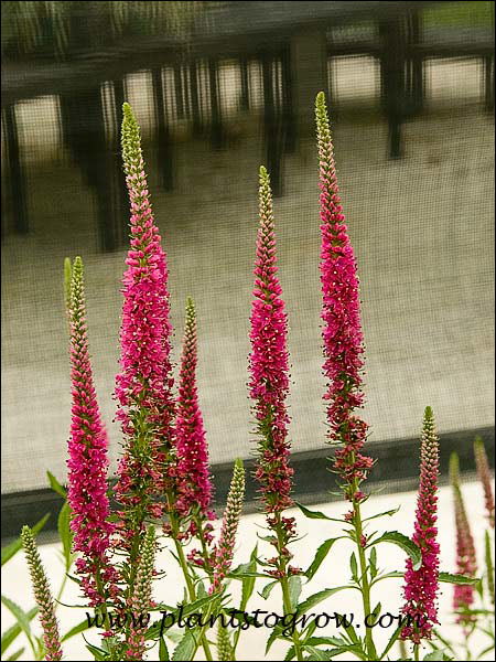 3-8 | Plants To Grow Plants Database by Paul S. Drobot