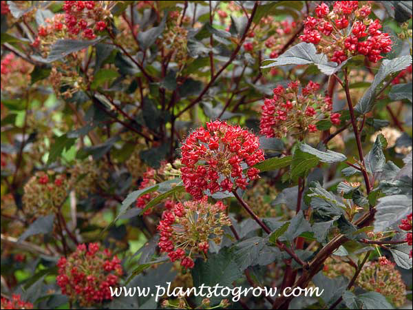 Diabolo Ninebark (Physocarpus opulifolius) | Plants To Grow Plants ...
