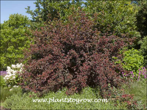Diabolo Ninebark (Physocarpus opulifolius) | Plants To Grow Plants ...