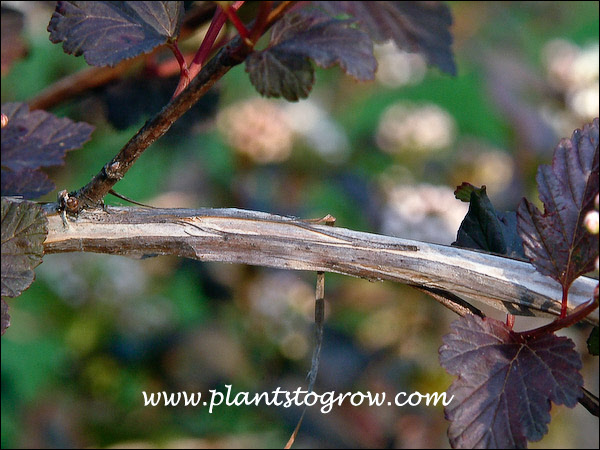 Diabolo Ninebark (Physocarpus opulifolius) | Plants To Grow Plants ...