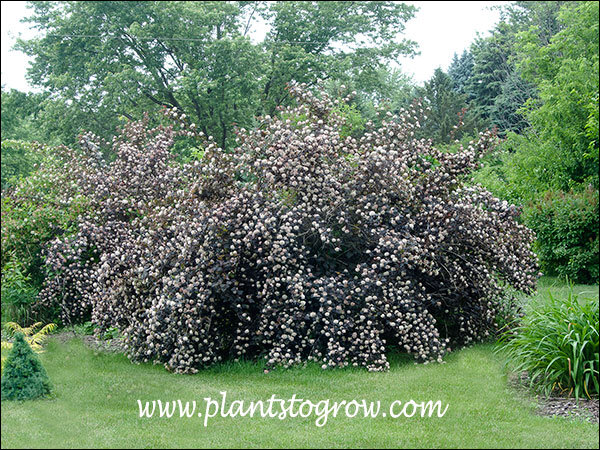 Diabolo Ninebark (Physocarpus opulifolius) | Plants To Grow Plants ...
