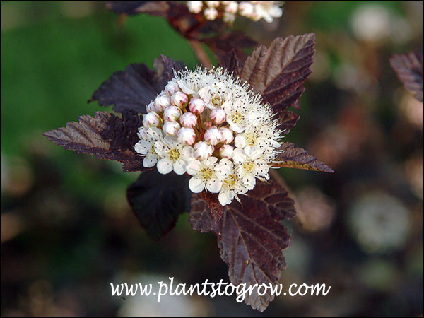 Diabolo Ninebark (Physocarpus opulifolius) | Plants To Grow Plants ...