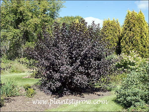 Diabolo Ninebark (Physocarpus opulifolius) | Plants To Grow Plants ...