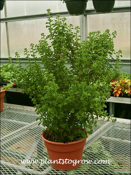 Lemon Scented Geranium (Pelargonium crispum) | Plants To Grow Plants ...