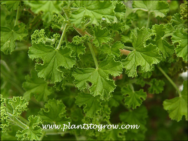 Lemon Scented Geranium (Pelargonium crispum) | Plants To Grow Plants ...