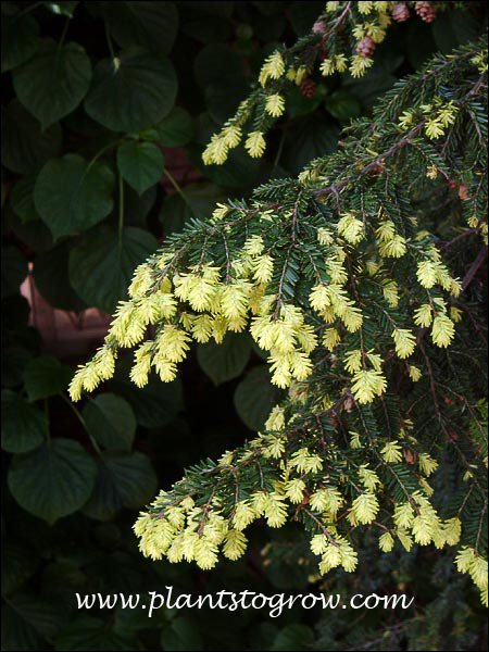 hardy to at least #4 | Plants To Grow Plants Database by Paul S. Drobot