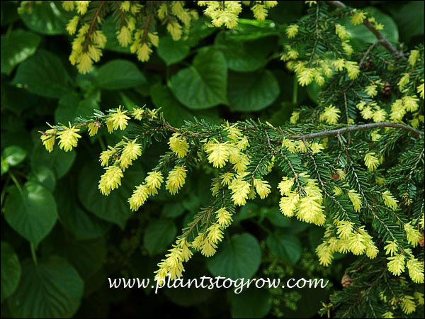 hardy to at least #4 | Plants To Grow Plants Database by Paul S. Drobot