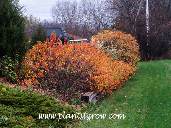 Lo-Grow Sumac (Rhus aromatica) | Plants To Grow Plants Database by Paul ...